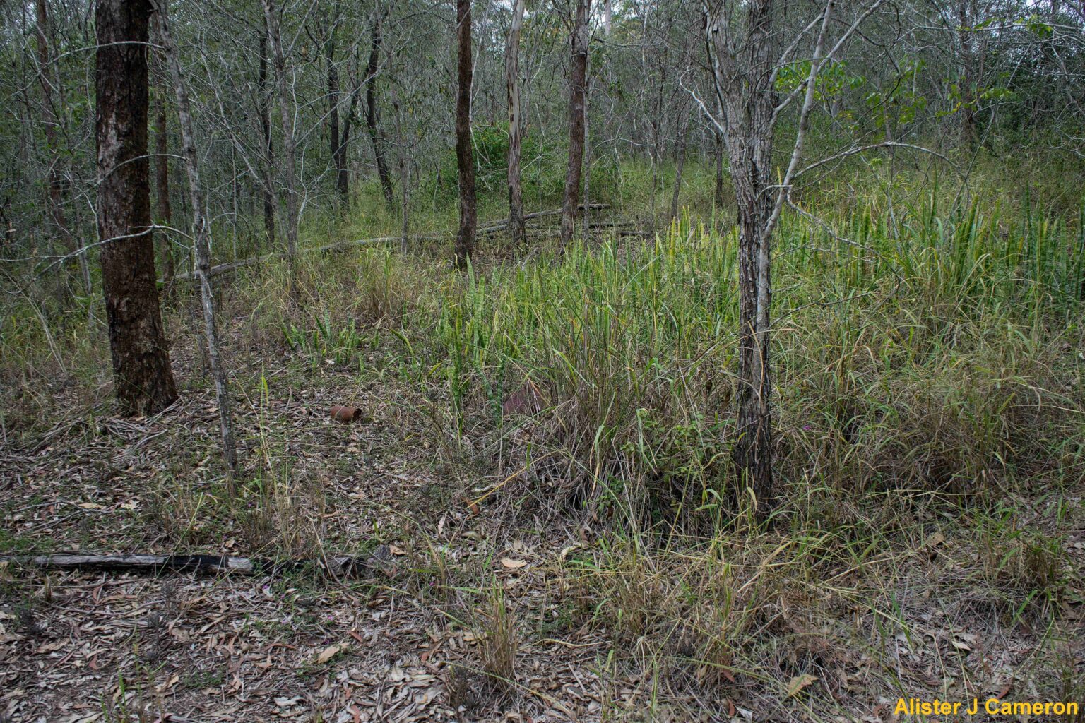 31F Mount Crosby Tramway – Railway Archaeology Ipswich (Qld)