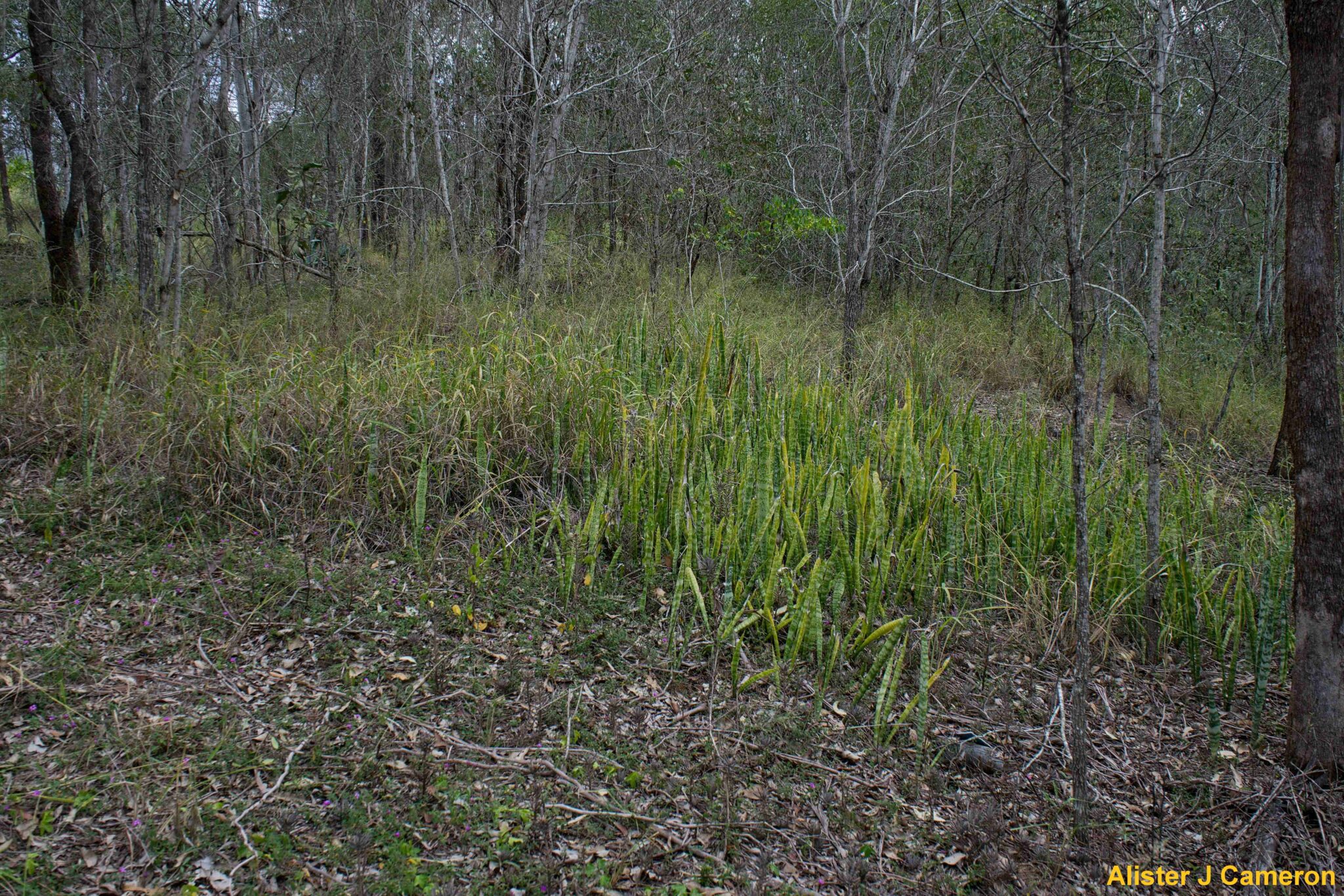 31F Mount Crosby Tramway – Railway Archaeology Ipswich (Qld)